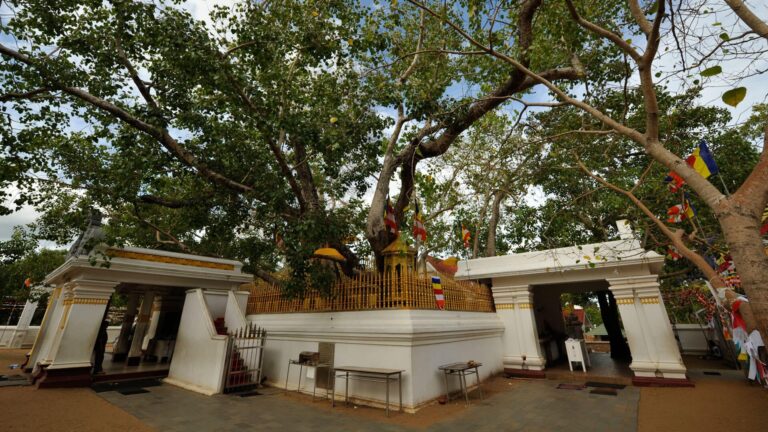The Sacred Bodhi Tree: Icon of Sri Lankan Buddhism