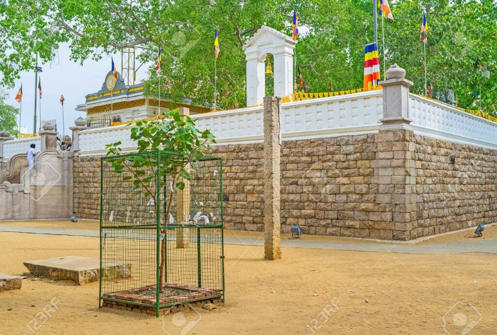 Sri Maha Bodhi: A Living Relic of Buddhist Faith