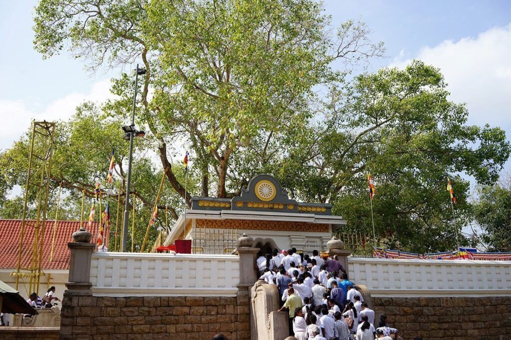 Preserving Sri Maha Bodhi: Sacred Tree Protection